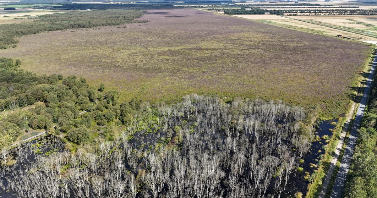 Store Vildmose Blandt Europas Bedste Naturprojekter I 2024 store-vildmose-blandt-europas-bedste-naturprojekter-i-2024