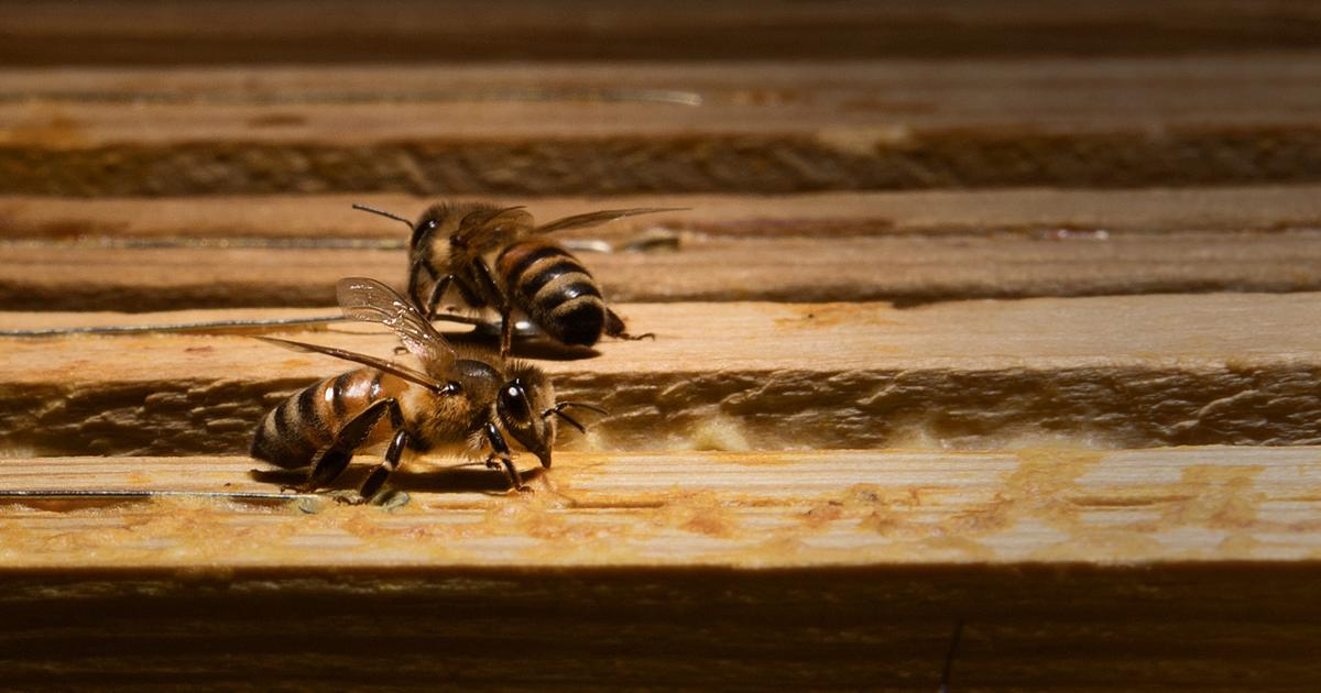 Forskere: Vejen frem i ledelse er sværmintelligens | Nordjyske.dk Forskere: Vejen frem i ledelse er sværmintelligens | Nordjyske.dk